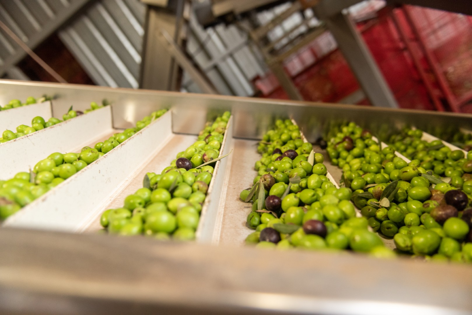 Mercado externo - Agro Aceitunera