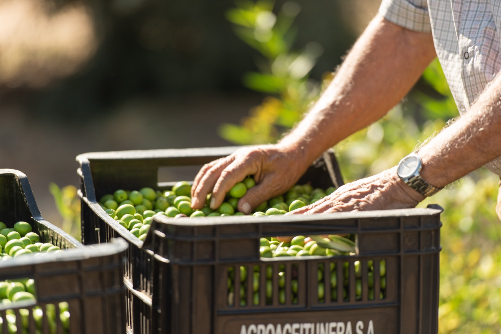 Nuestra historia - Agro Aceitunera